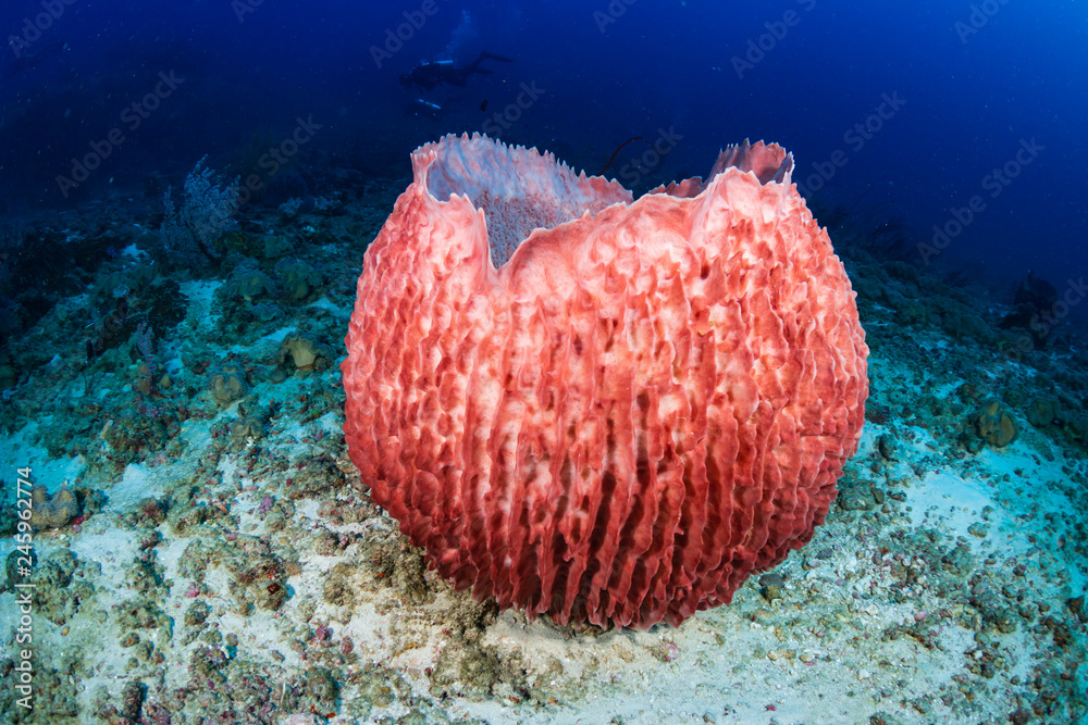 Beautiful, huge sponges deep on a tropical coral reef (Similan Islands ...
