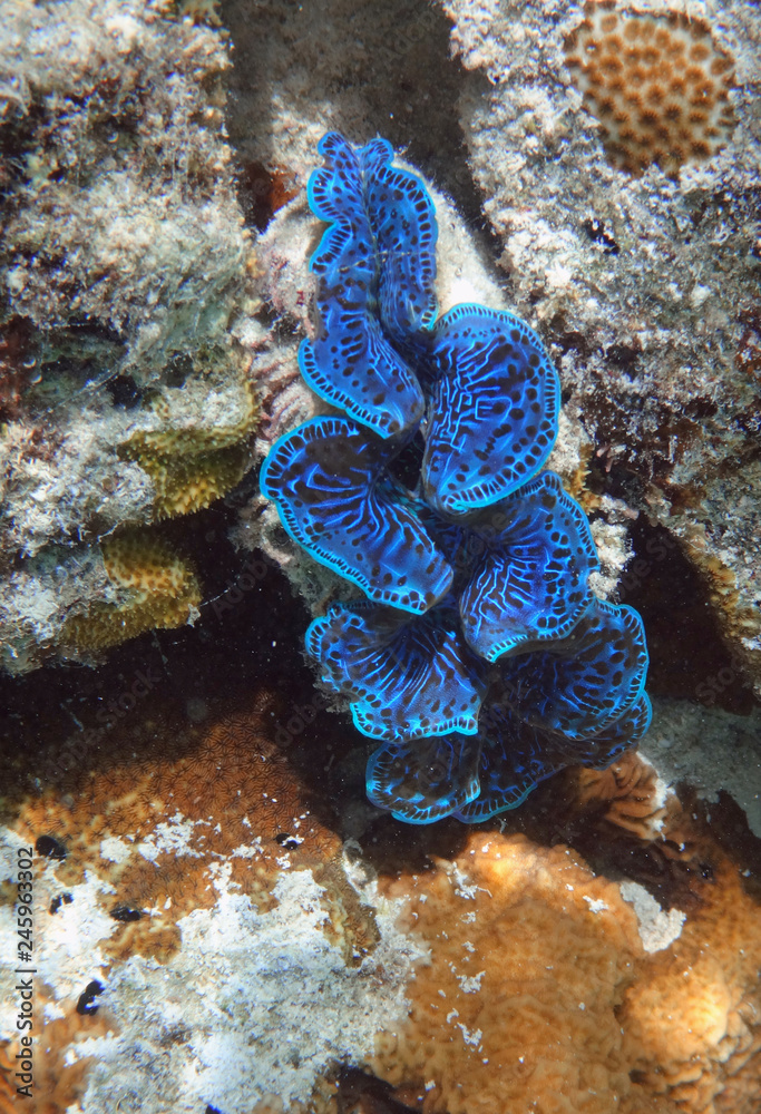Underwater view of a Giant Clam (Tridacna Gigas) with blue lips in the ...