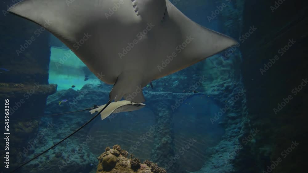marine zoo park, big stingrays are swimming among fish in oceanarium ...