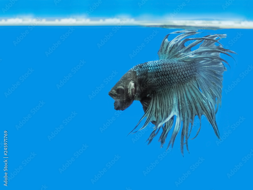 Beautiful Crowntail Betta Fish