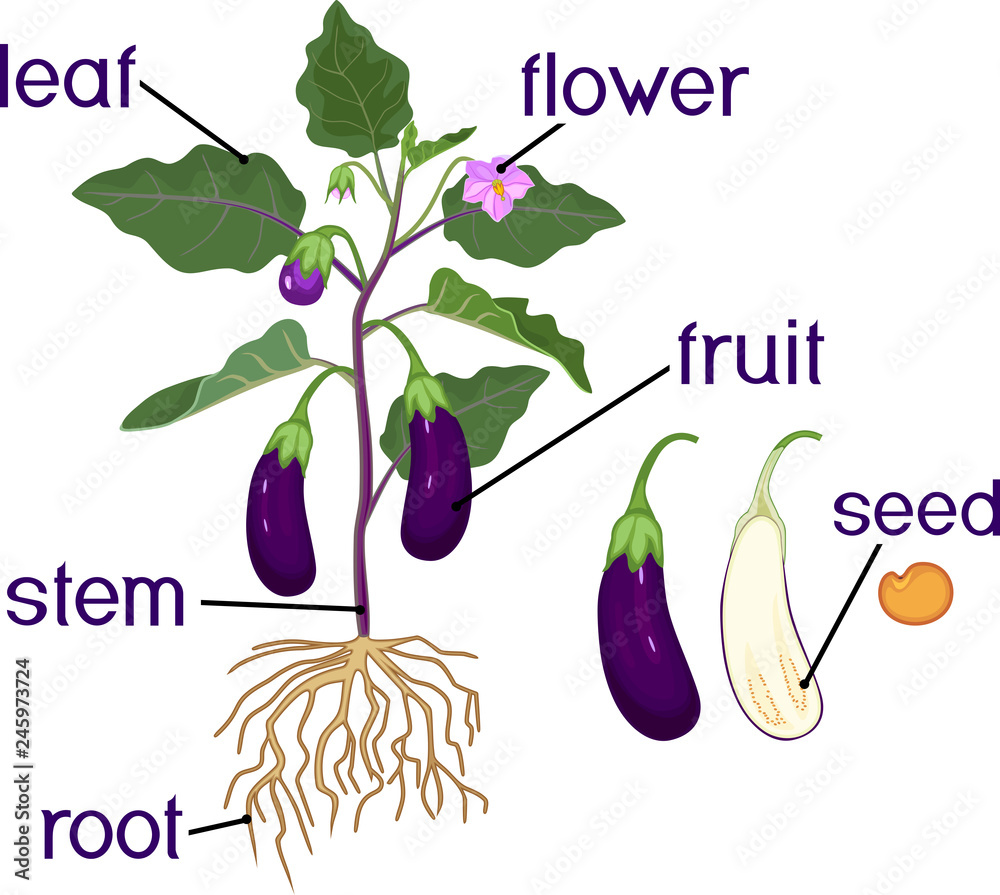 Clipart Eggplant Plant