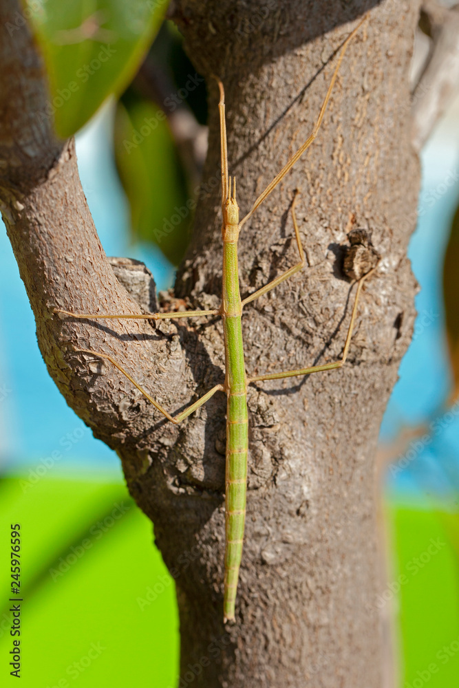 Phasme gaulois, insecte brindille ou tige, spécialiste du camouflage ...