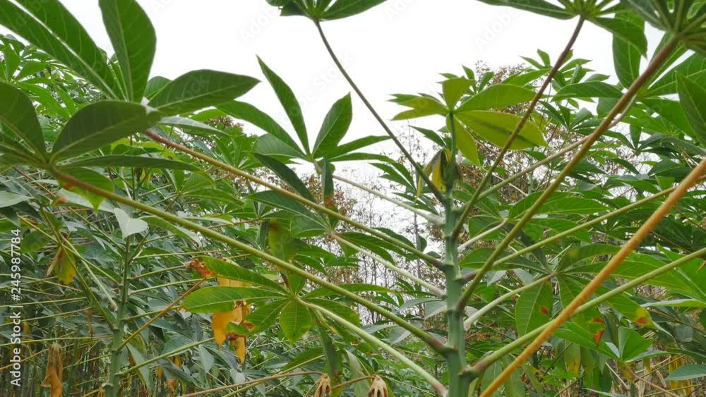 Tapioca Plants "Cassava" or "Manioc" aka "Mandioca" growing on Thailand ...