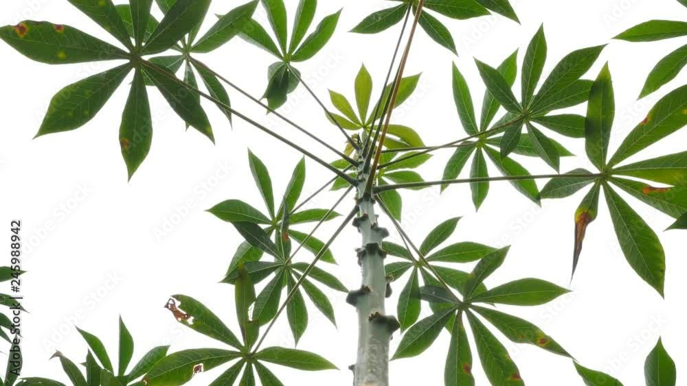 Tapioca Plants "Cassava" or "Manioc" aka "Mandioca" growing on Thailand ...