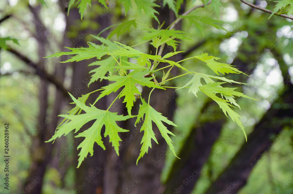 Young Silver Maple Tree