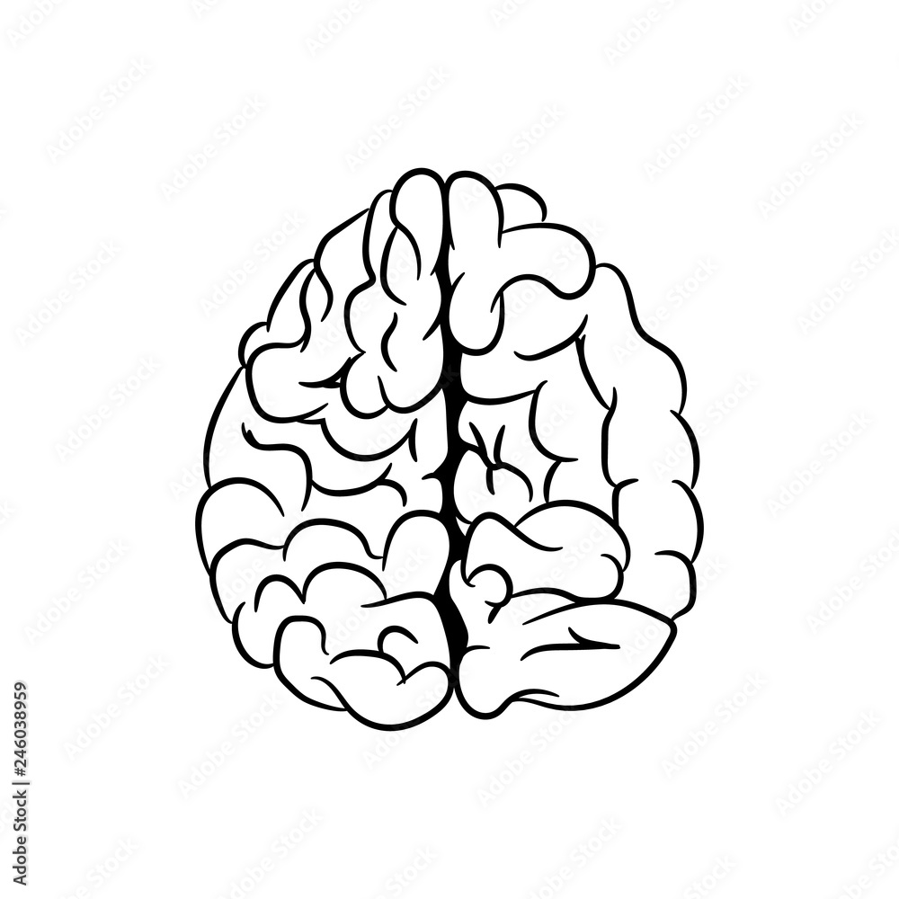 Anatomically correctly outline of human brains. The picture for ...