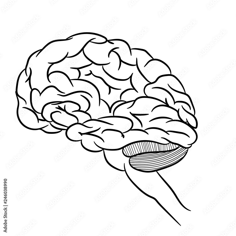 Anatomically correctly outline of human brains. The picture for ...