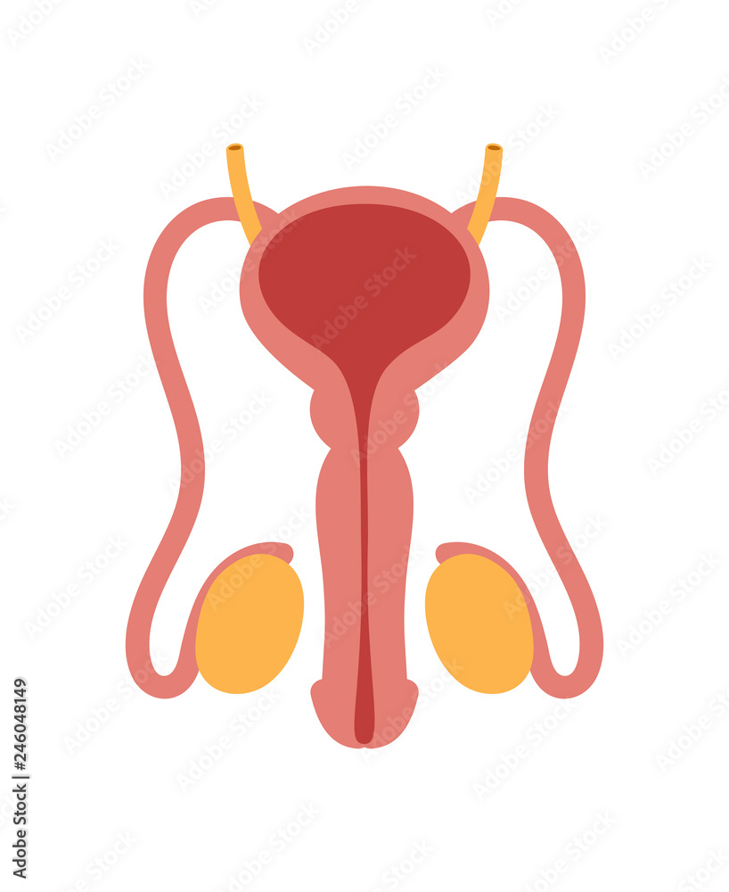 Male reproductive system isolated on white background. Vector internal ...