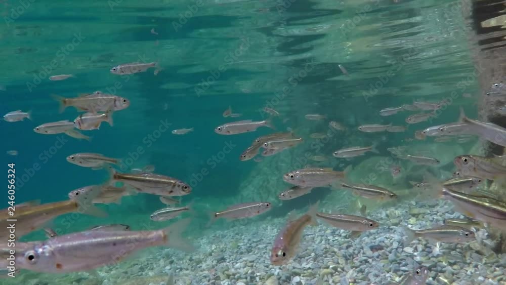 Swarm of small fish swimming in shallow water in all directions in ...