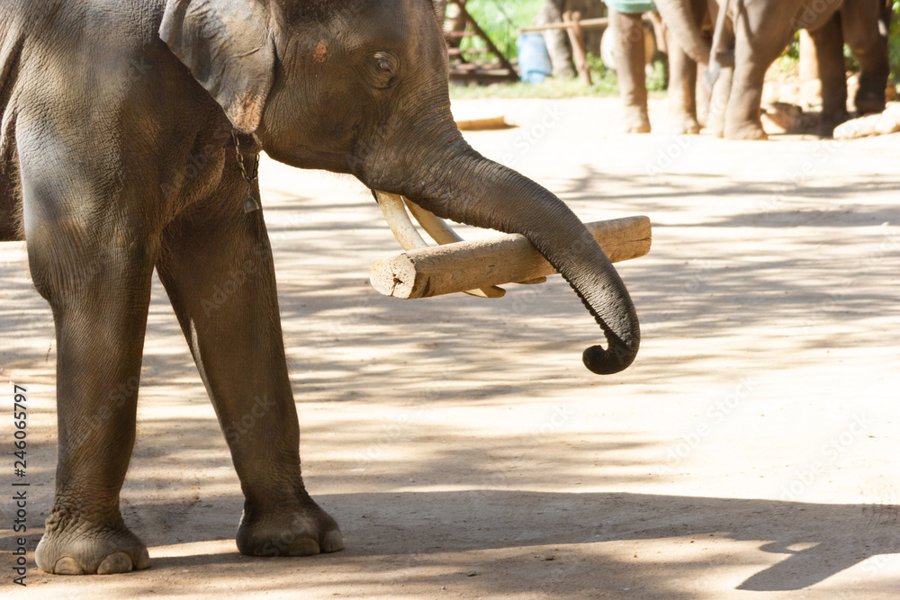 Show Thai Elephants lifting Large timber Bigger logs In the past ...