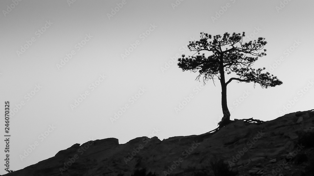 Black And White Lonely Tree
