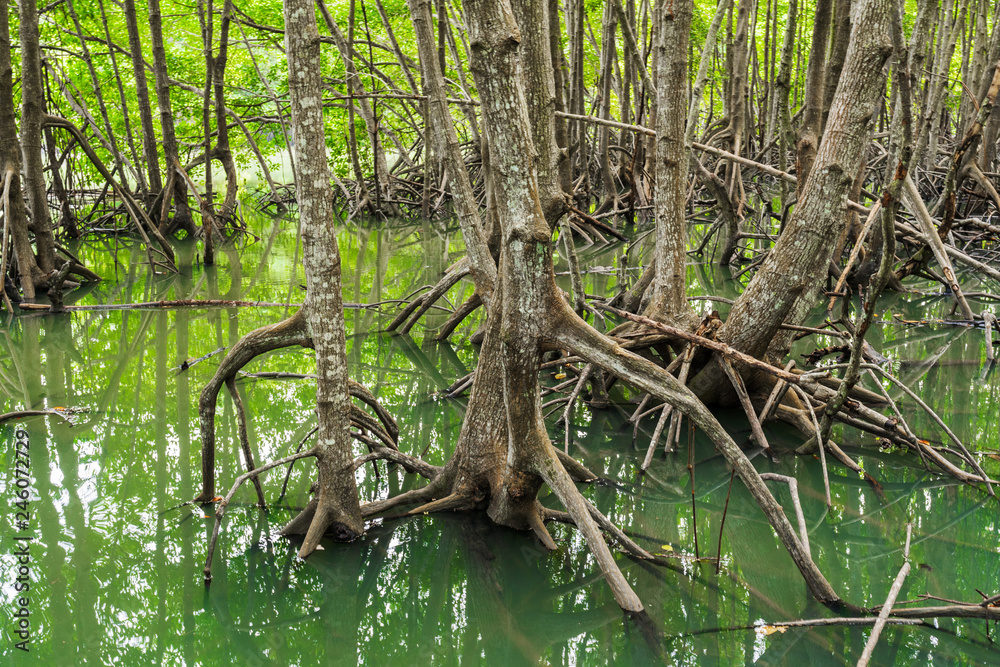 mangrove forest tree and root at Tung Prong Thong, Rayong, Thailand ...