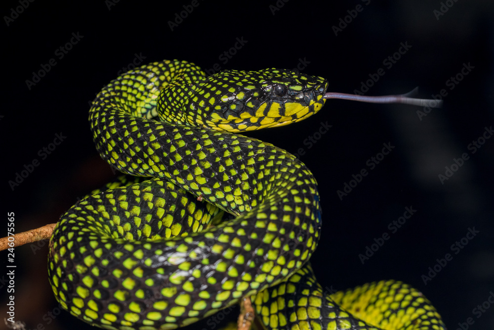 Venomous pitviper (Trimeresurus sumatranus malcolmi) , Nature close-up ...