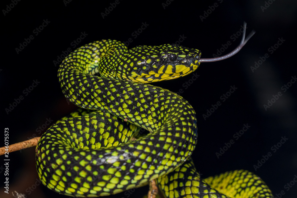 Trimeresurus Sumatranus