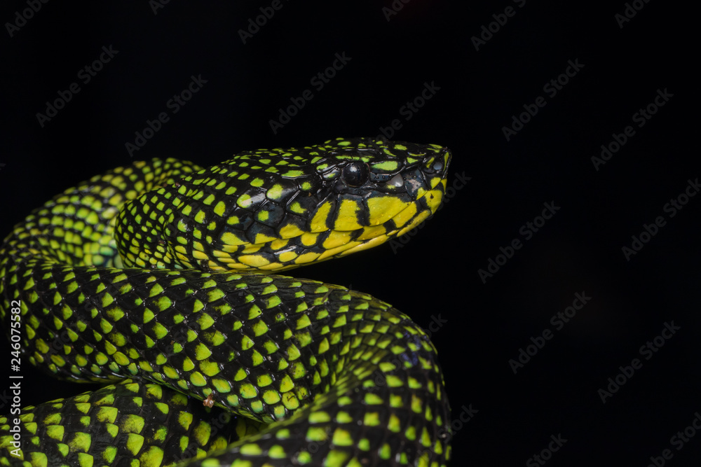 Venomous pitviper (Trimeresurus sumatranus malcolmi) , Nature close-up ...