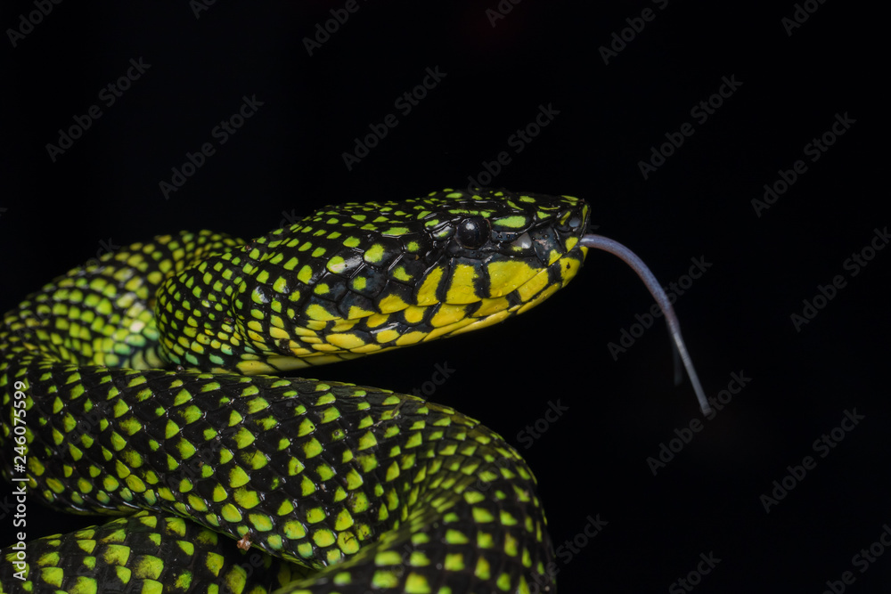 Venomous pitviper (Trimeresurus sumatranus malcolmi) , Nature close-up ...