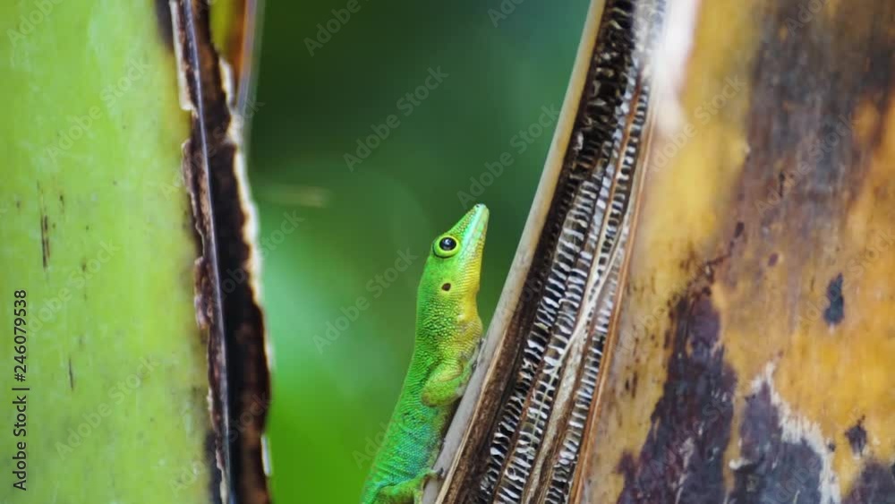 Vidéo Stock Close up of a green day gecko (Phelsuma sundbergi) on a ...