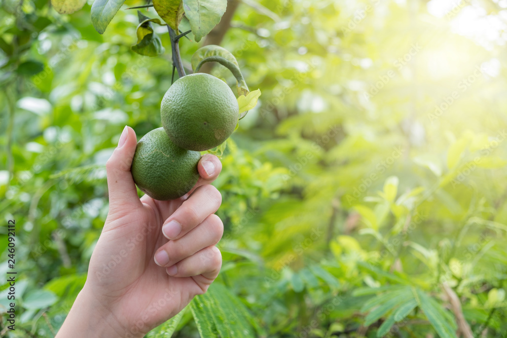 Cropped shot view of human hand grab limes fruit from tree branch. Lime ...