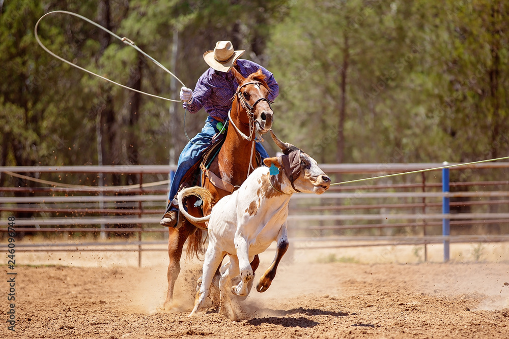 Calf Roping At An Australian Country Rodeo Stock Photo | Adobe Stock