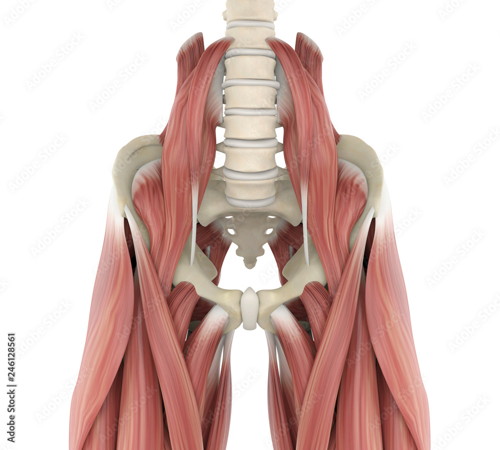 Psoas Muscles Anatomy Stock Illustration | Adobe Stock