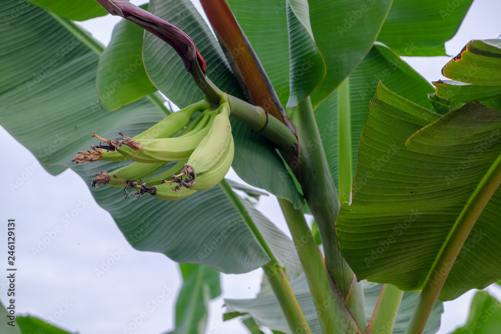 Horn plantain or Pisang Tanduk (Malaysia/Indonesia), Kluai Nga Chang ...