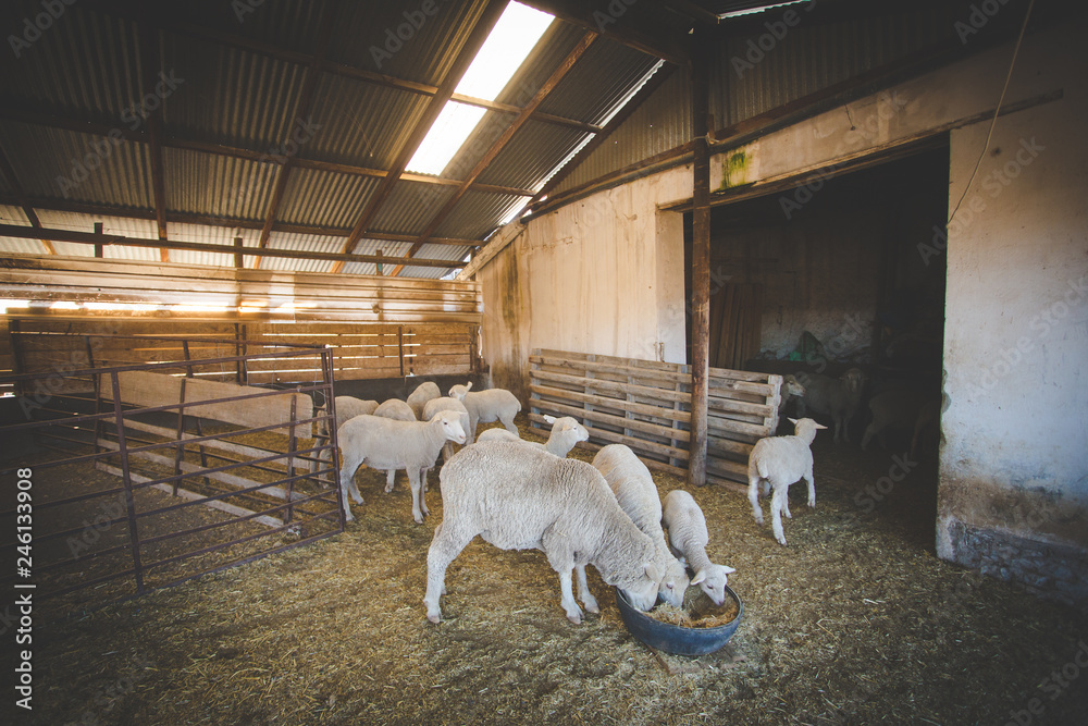 Close up image of a Merino sheep in a shed, in the Karoo region of ...