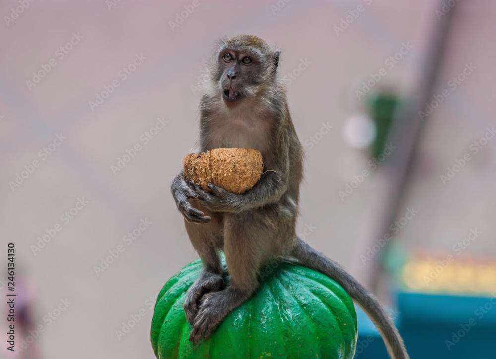 Batu Caves, Malaysia - The cave is one of the most popular Hindu ...