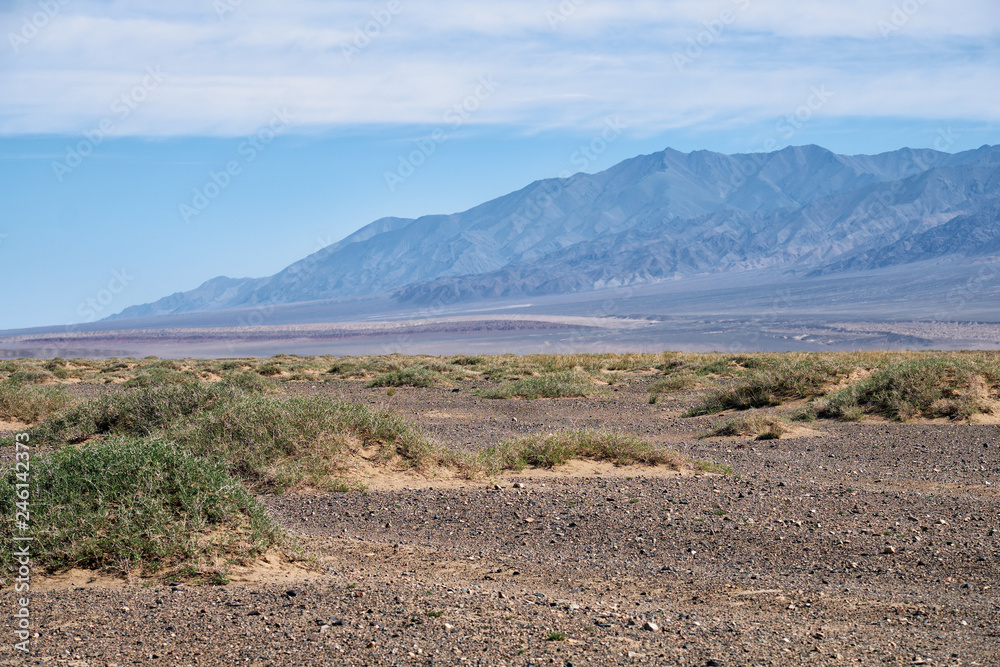 Shrub Nitraria sibirica with red berries fruits in mongolian arid ...
