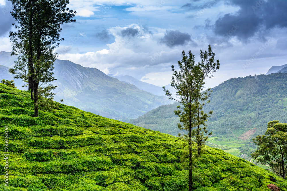 Lush green Tea estates of Munnar, Kerala (also known as tea capital of ...
