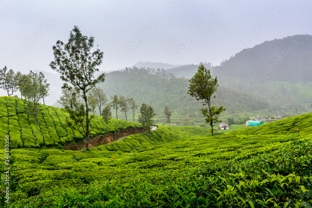 Lush green Tea gardens of Munnar, Kerala (also known as tea capital of ...