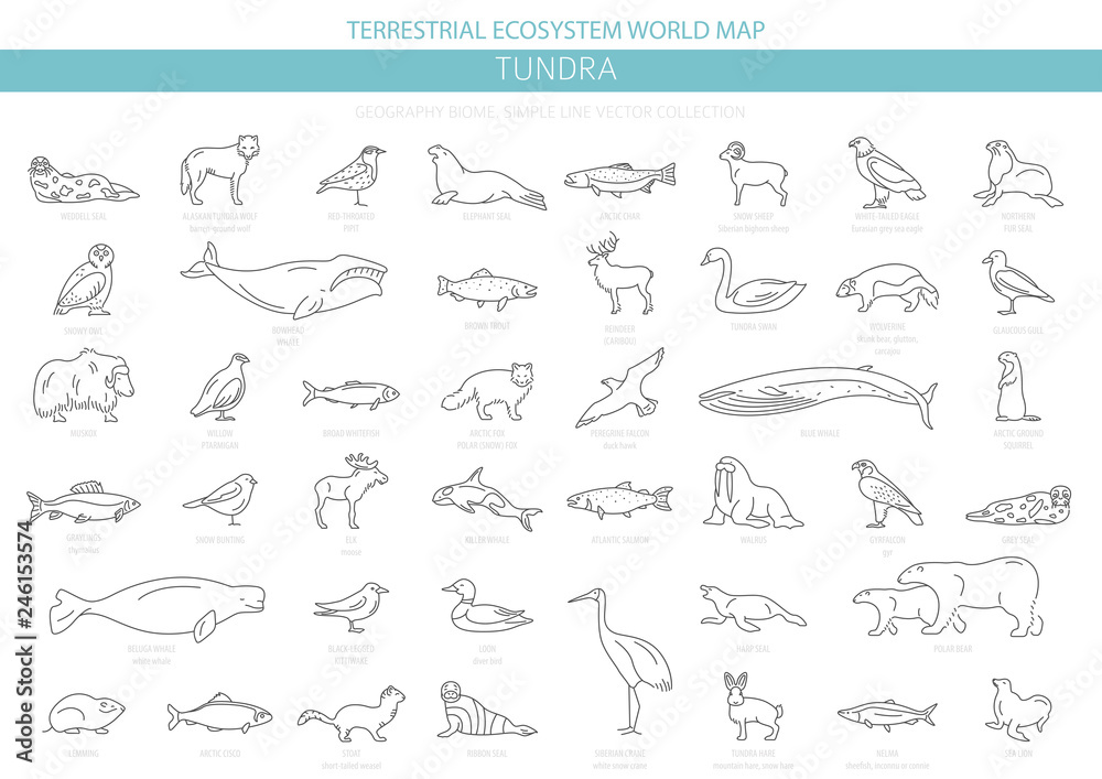 Tundra biome. Simple line style. Terrestrial ecosystem world map ...