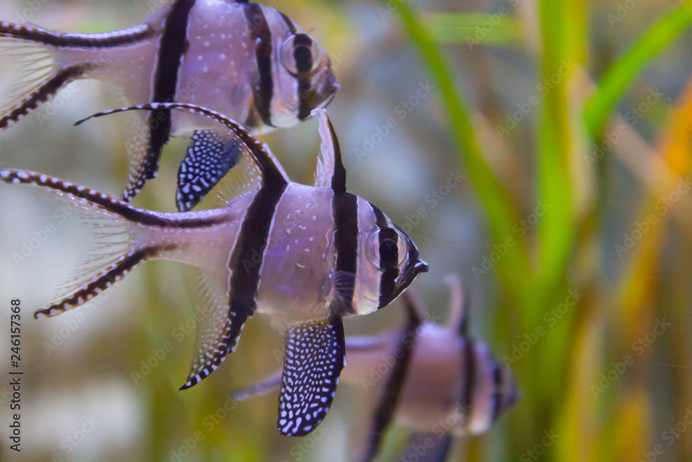 Banggai cardinalfish - Pterapogon kauderni. Wonderful and beautiful ...