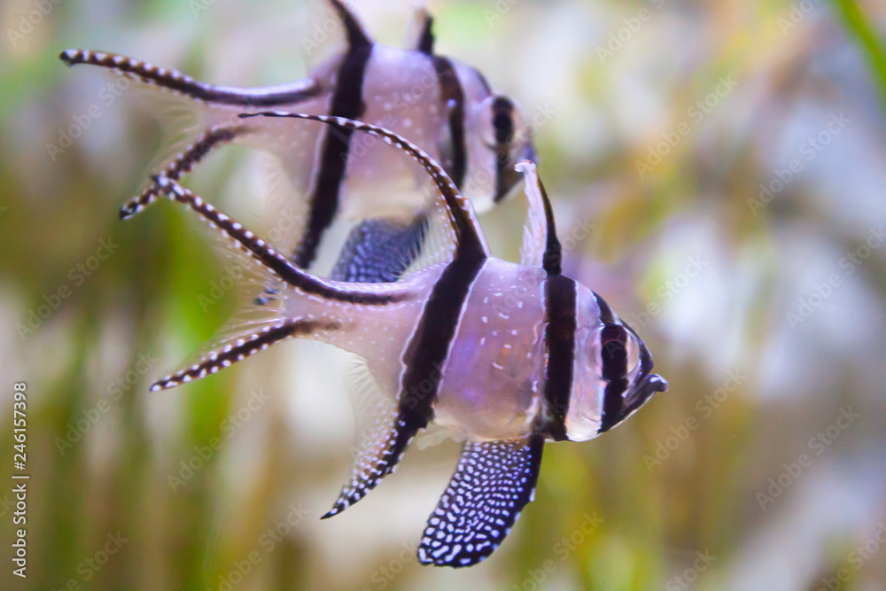 Banggai cardinalfish - Pterapogon kauderni. Wonderful and beautiful ...