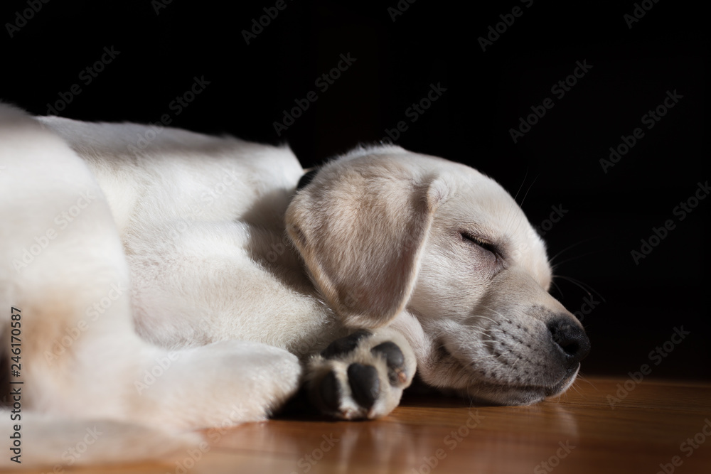 Yellow Lab Puppy Sleeping