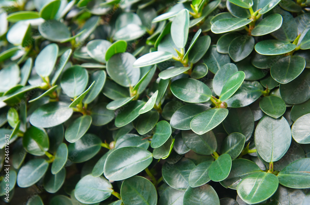 Green leaves of chinese fig ficus microcarpa panda background Stock ...