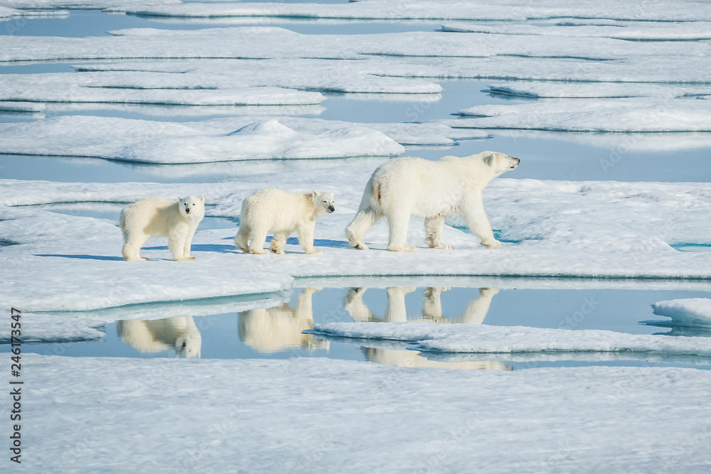 Photo & Art Print Polar bear, northern arctic predator, hlxandr