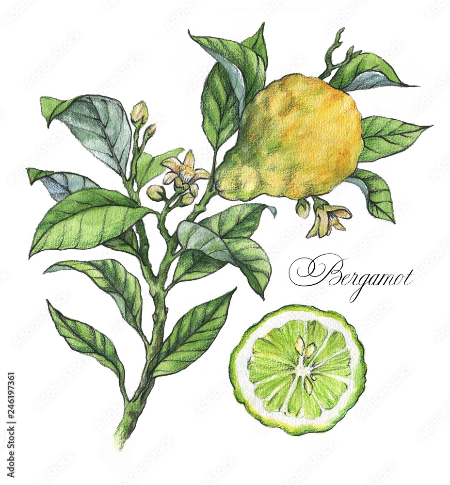 Ilustração do Stock: Hand-drawn watercolor illustration of the bergamot ...