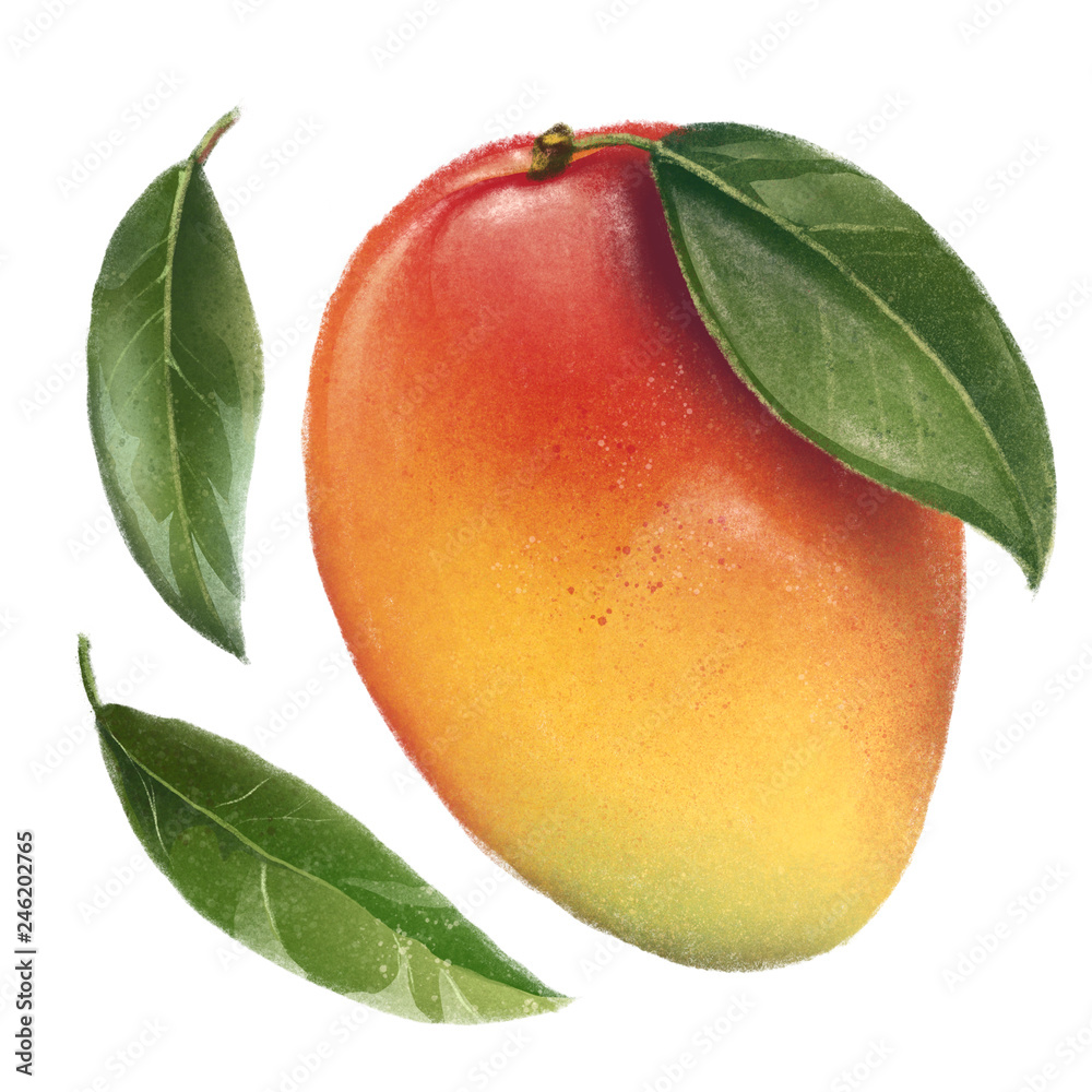 Hand drawn mango clip art, realistic illustration Stock Illustration ...