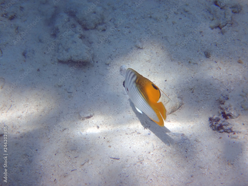 Underwater view of yellow triangular Butterfly Fish (Chaetodon) in the ...