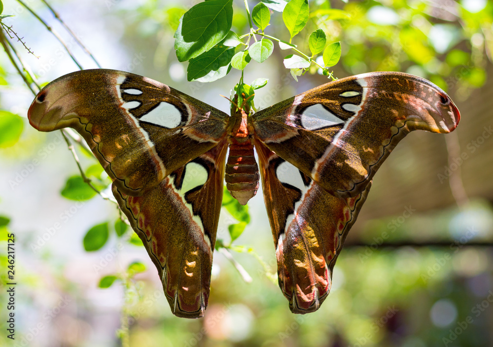 Largest Butterfly On Earth
