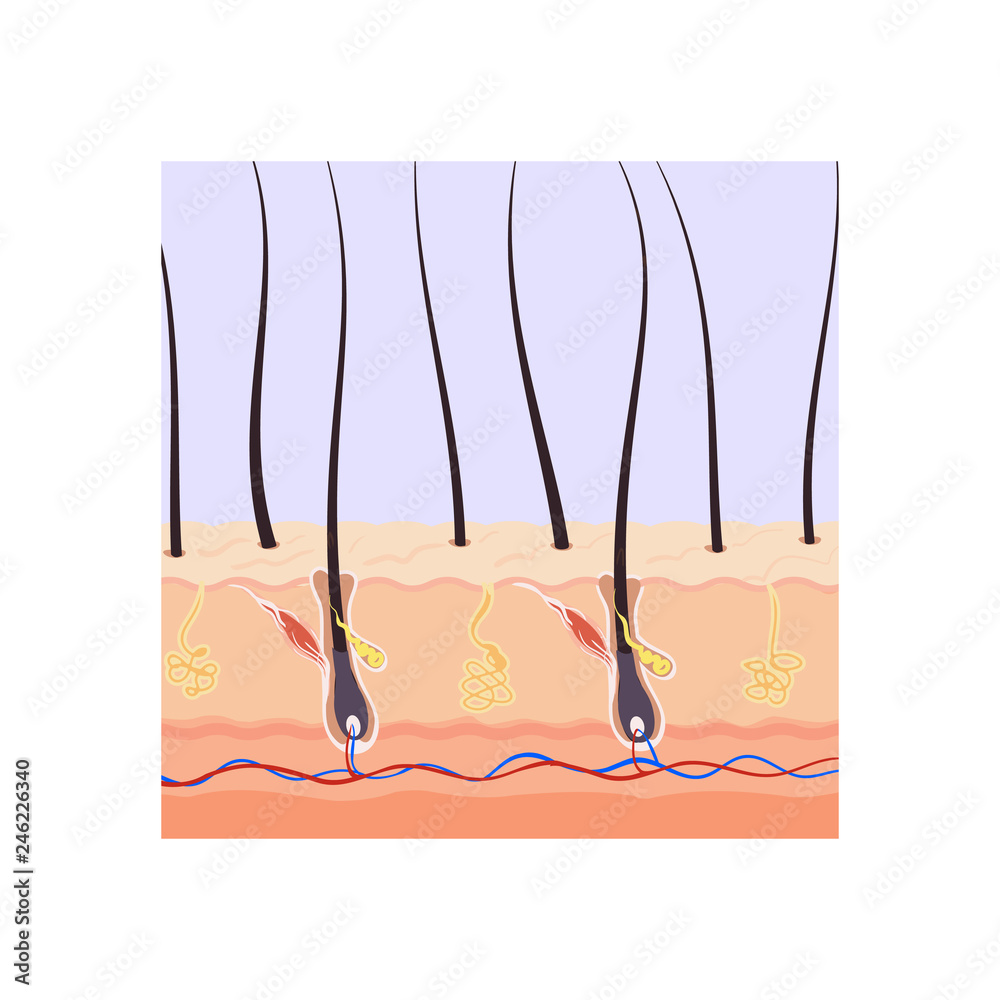 Scheme of the structure of the hair root in the skin layer color vector ...