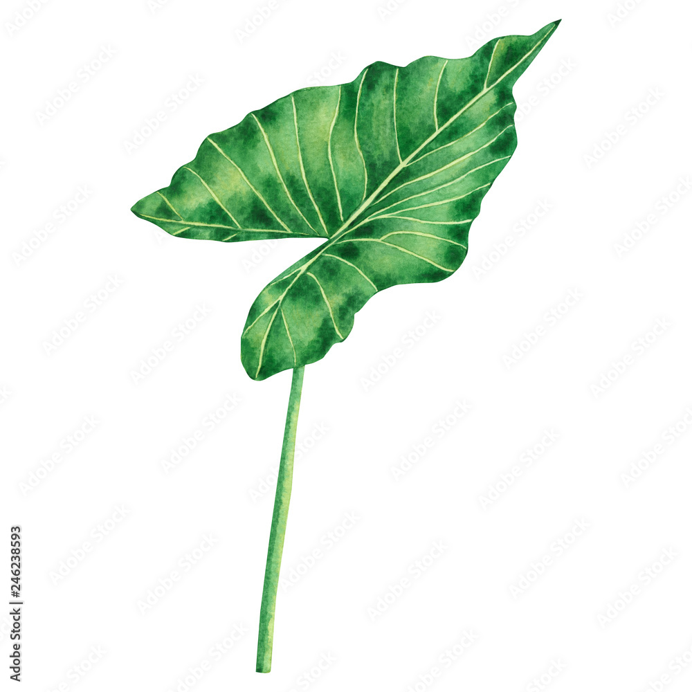 Elephant Ear Pattern