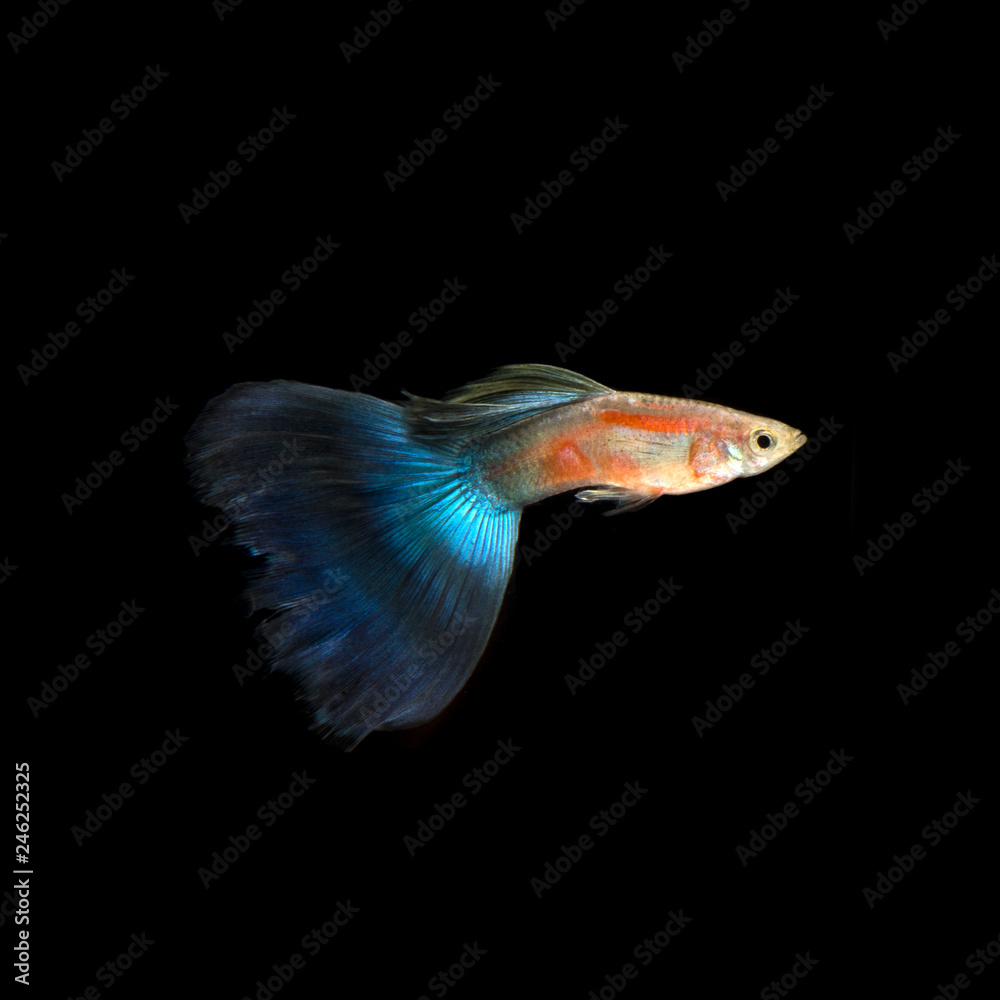 A Guppy fish is seen in an aquarium. Guppies are the most common ...