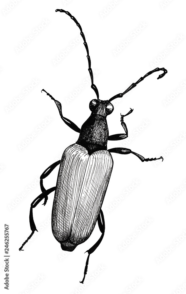 beetle, ink hand drawn black and white illustration Stock Illustration ...