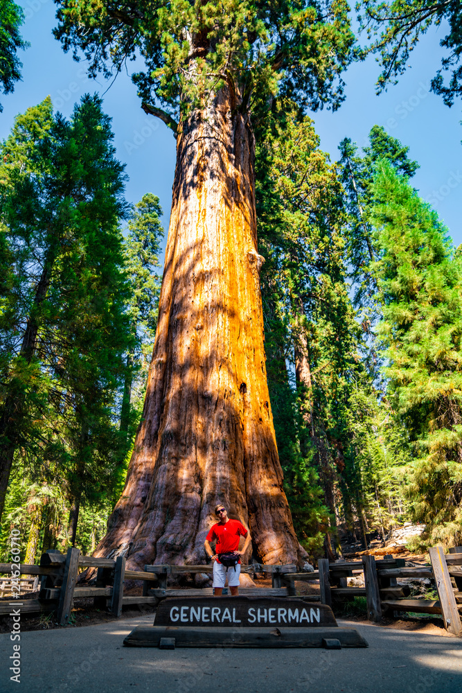 General Sherman Tree Scale