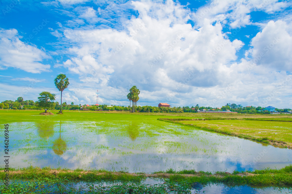 Cambodian Rice Fields
