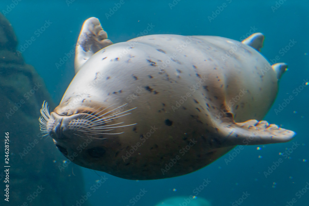 Harbor Seal Swimming Underwater