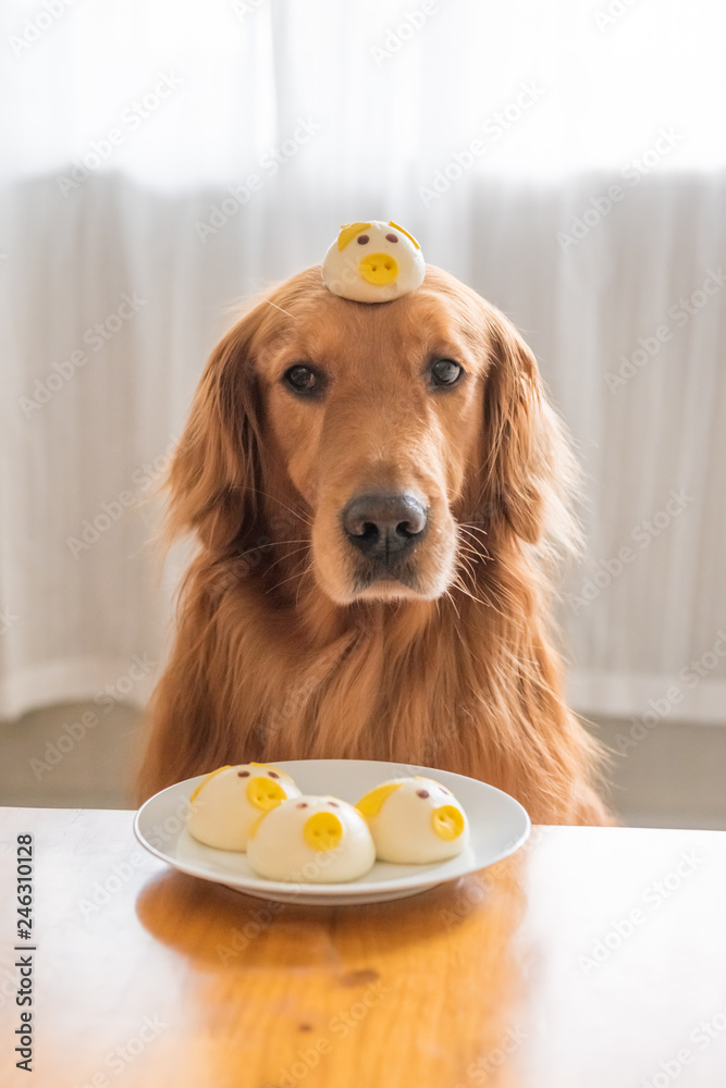 Can Golden Retriever Eat Eggs