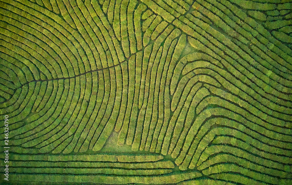 Aerial view shot from drone of green tea plantation, Top view aerial ...