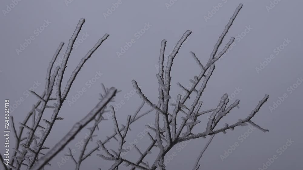 Tree branch covered with ice, silver thaw. Natural disaster in form of ...